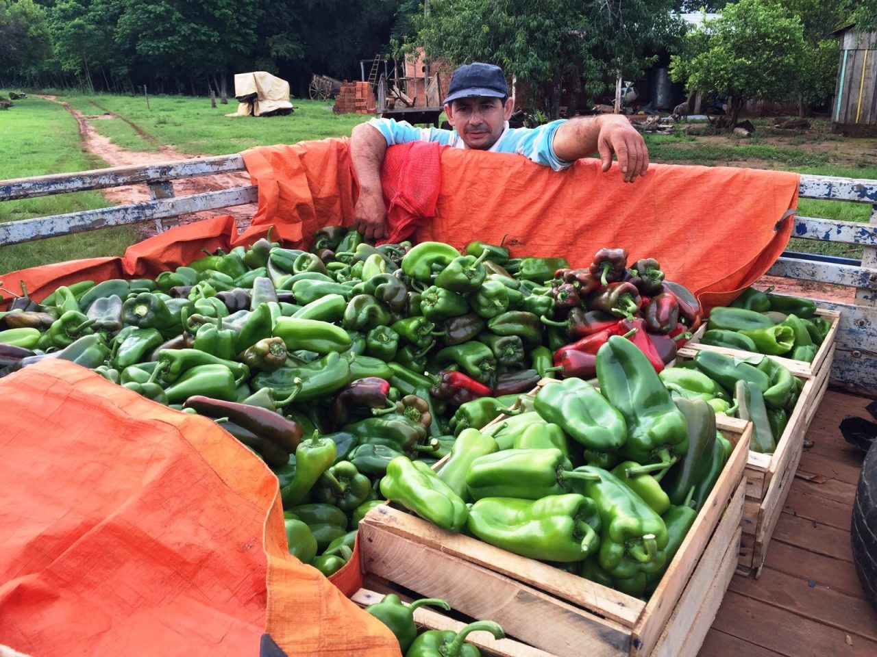 Productores celebran exportación de 15 mil kilos de locote a Argentina ...